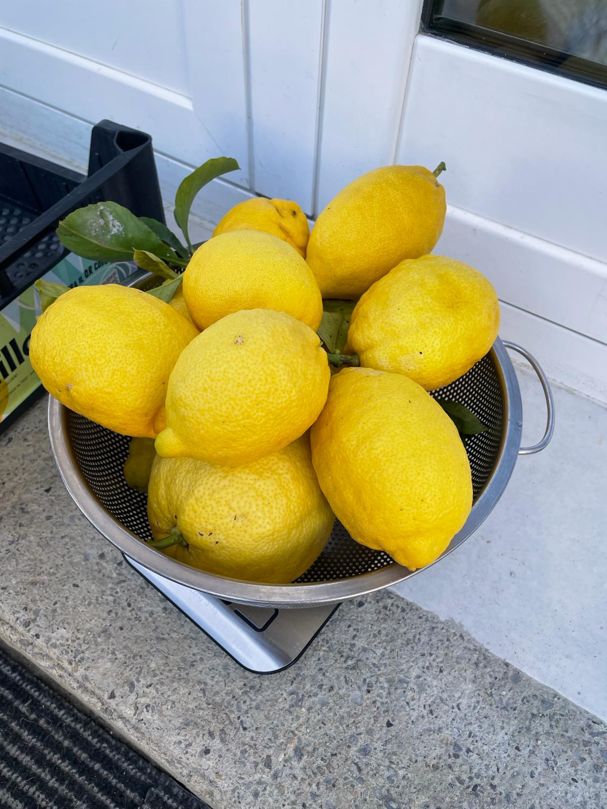 Citron de Menton | Percez tous ses secrets - Magazine de la pâtisserie